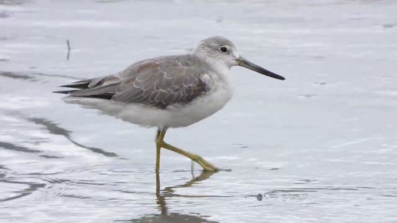 Nordmann's Greenshank (Tringa guttifer) - YouTube