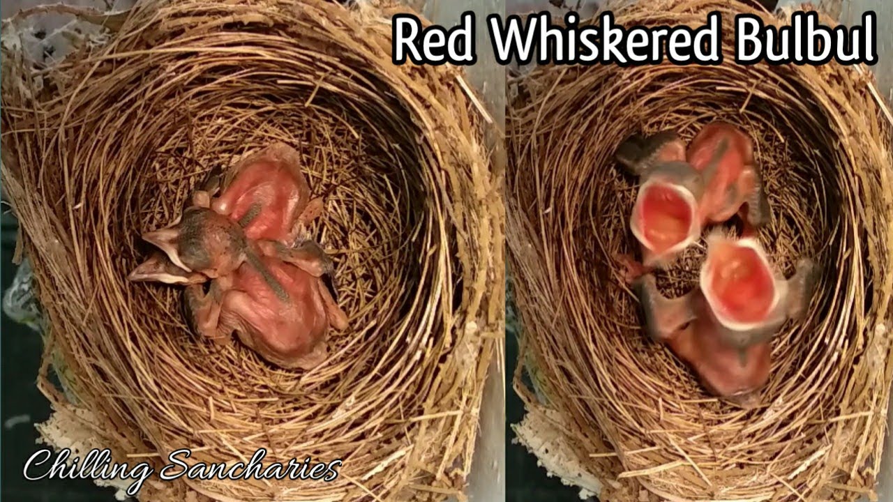 Red Whiskered Bulbul hatching eggs at home | Baby bulbul feeding | Life ...
