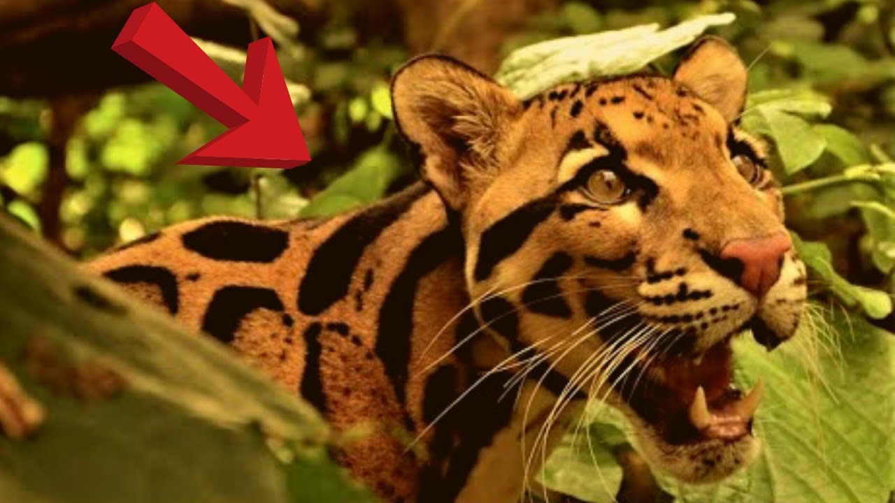Big Cats That Are Extinct - Clouded Leopard - Extinct Wild Cats - YouTube