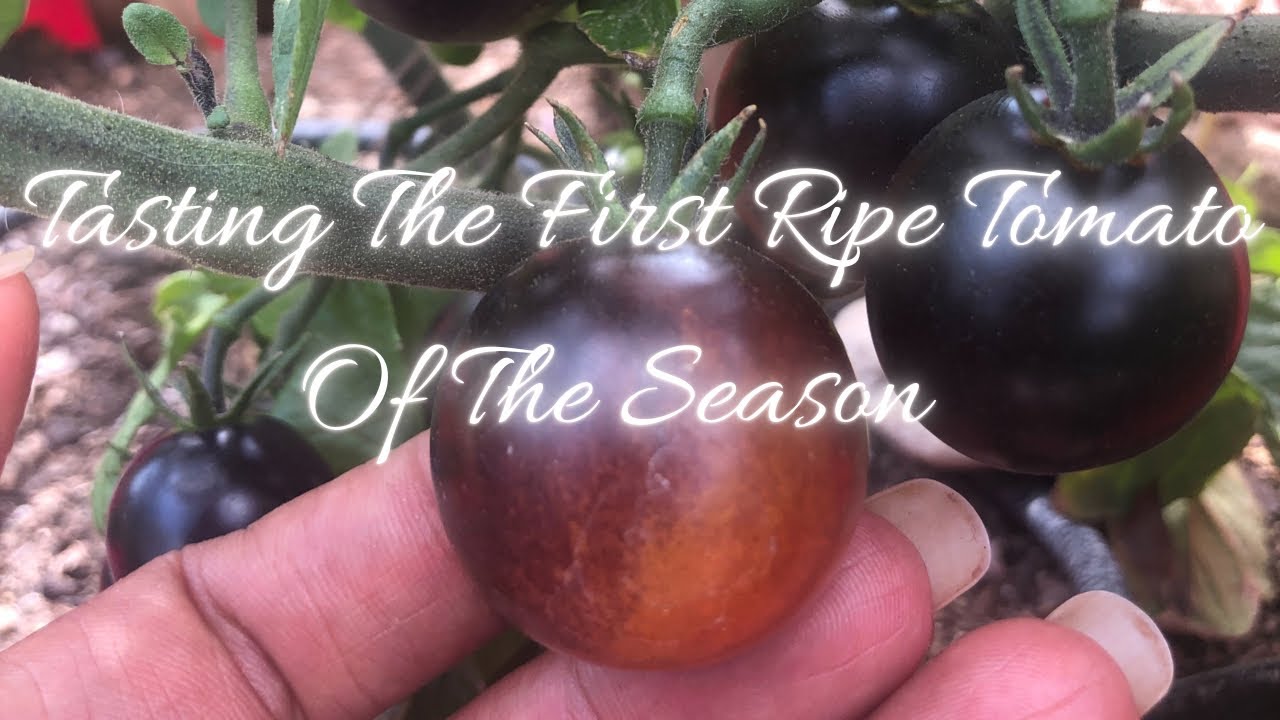 Update: First Ripe Tomato - YouTube