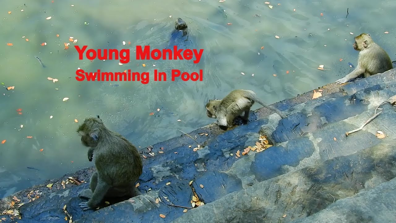 Young Monkey Swimming In The Pool, Some Of Monkey Jump From The High ...
