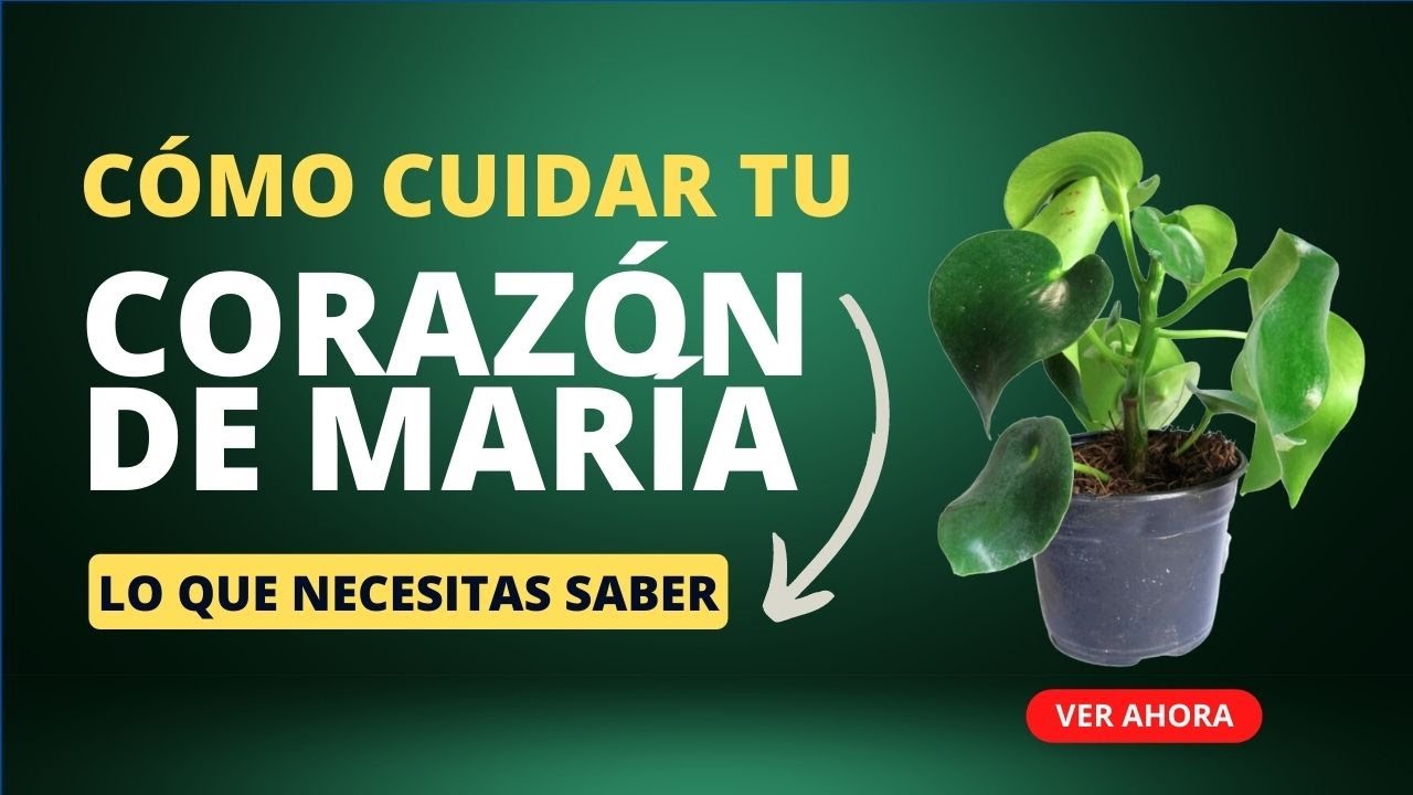 Cómo mantener tu Corazón de María feliz y saludable 🌱💚 - YouTube