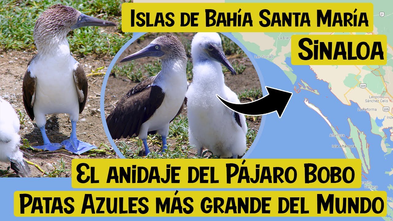 Pájaro Bobo Patas Azules en Angostura Sinaloa - YouTube