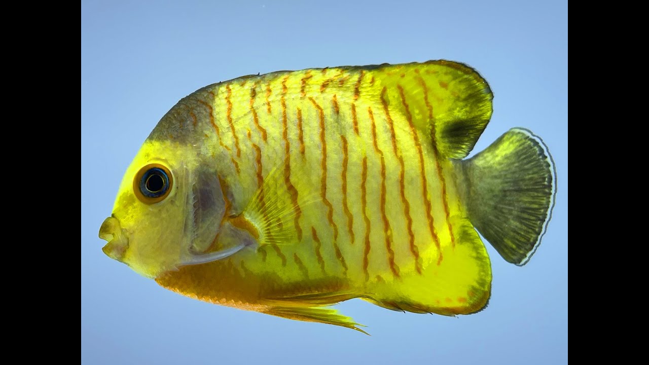 Xanthic Eibli Angelfish A8 - YouTube