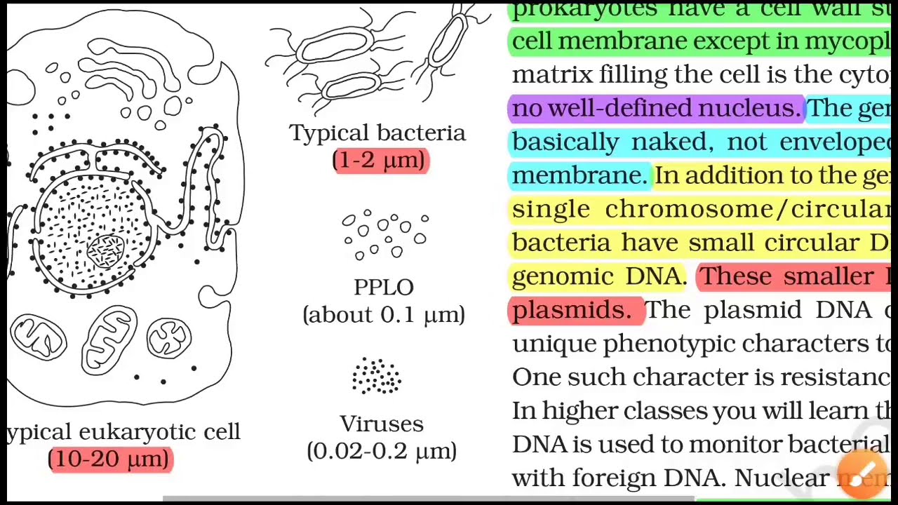 Prokaryotic Cells|NCERT lines extracted-Easily-part-3-cell the unit of ...