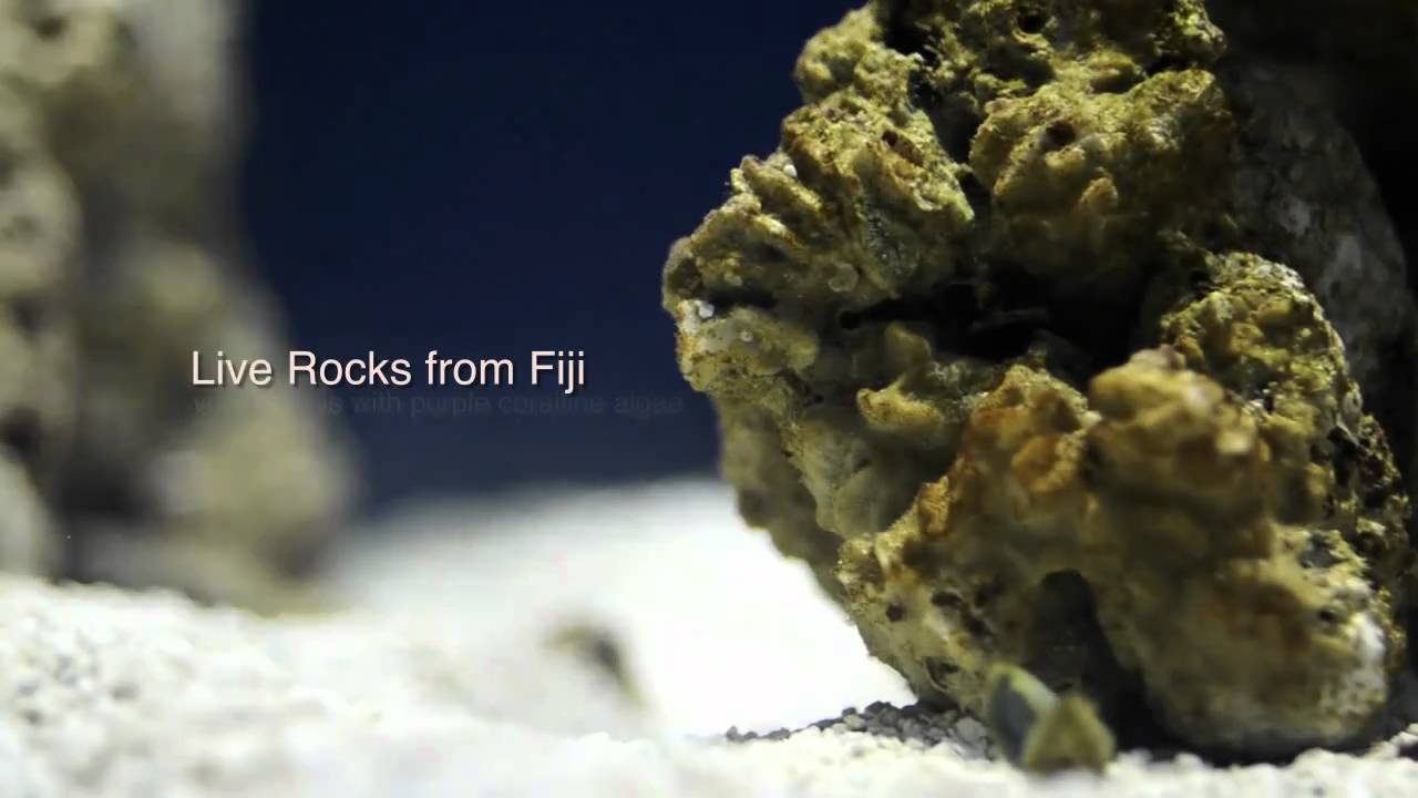 Live Rocks from Fiji, Bali, and Haiti - YouTube