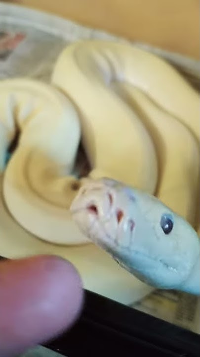 The friendly python snake - YouTube