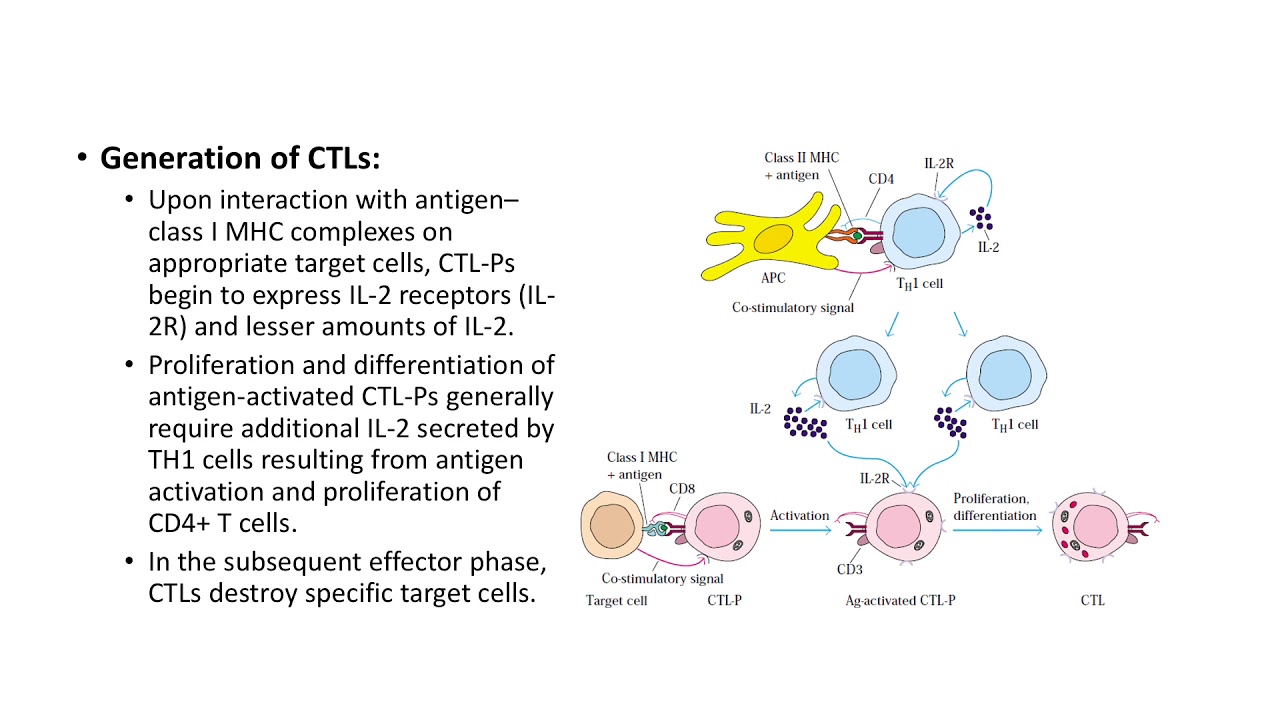 Cell-mediated Effector Response- Dr. ARCHANA NEGI - YouTube