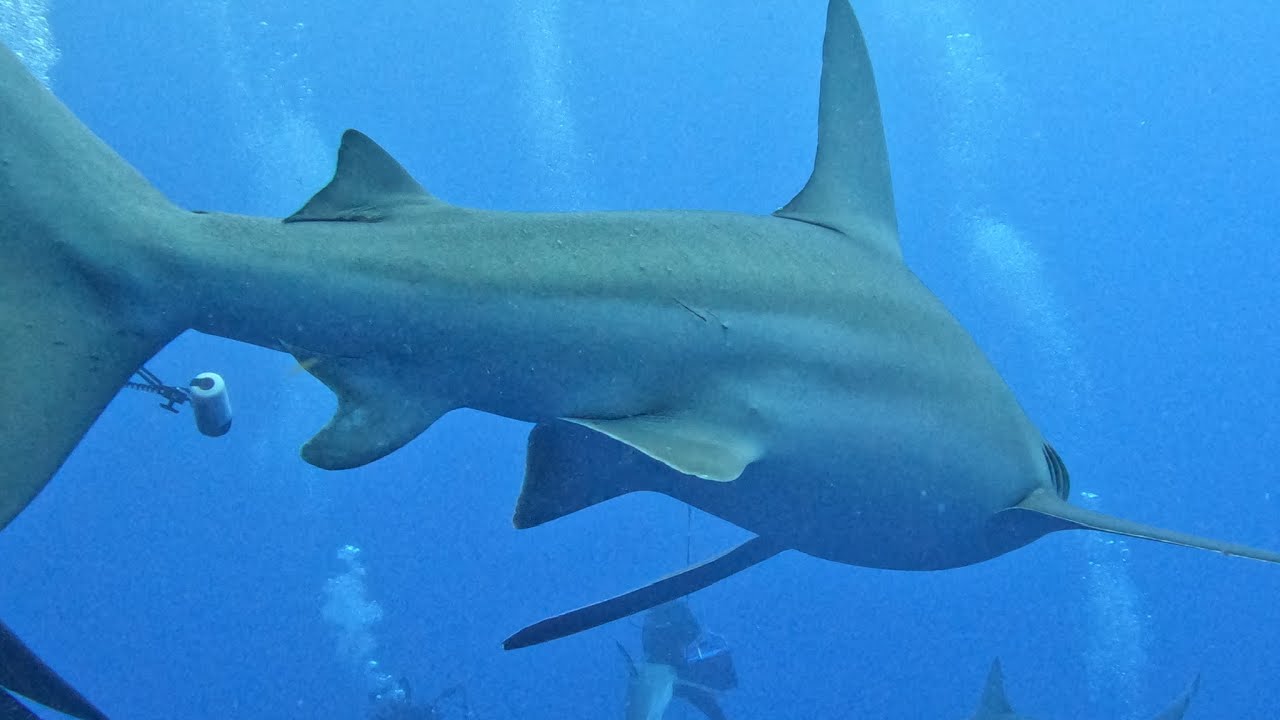 South Florida- Goliath Grouper / Shark Diving - YouTube