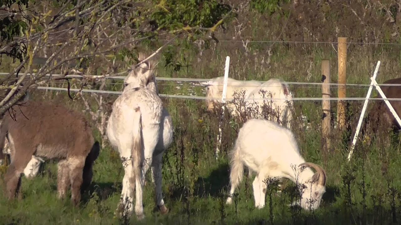 Donkeys & Goats Lakenheath Suffolk UK 30sep15 506p - YouTube