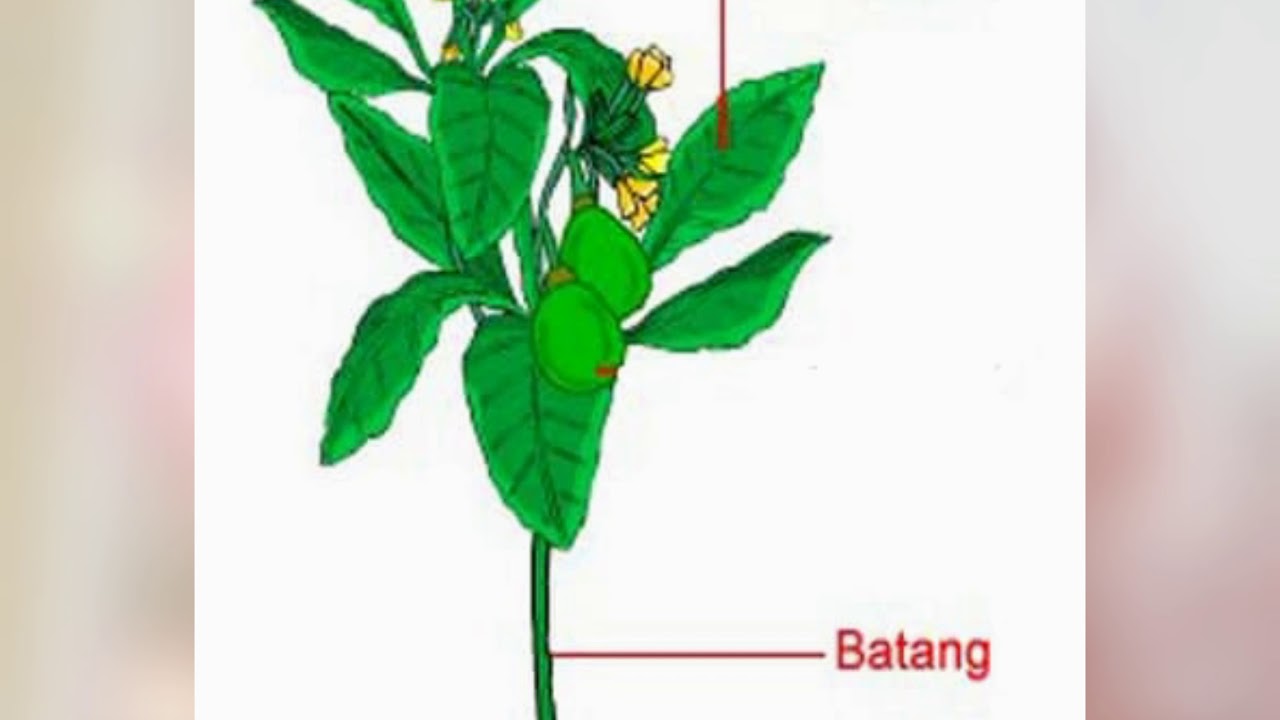 Tumbuhan_jenis akar dan urat daun_Y1_elearning160620 - YouTube