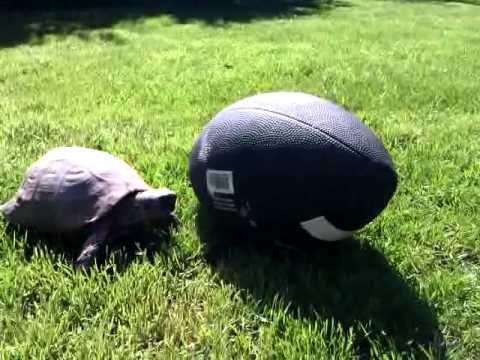 Tortoise playing American Football - YouTube