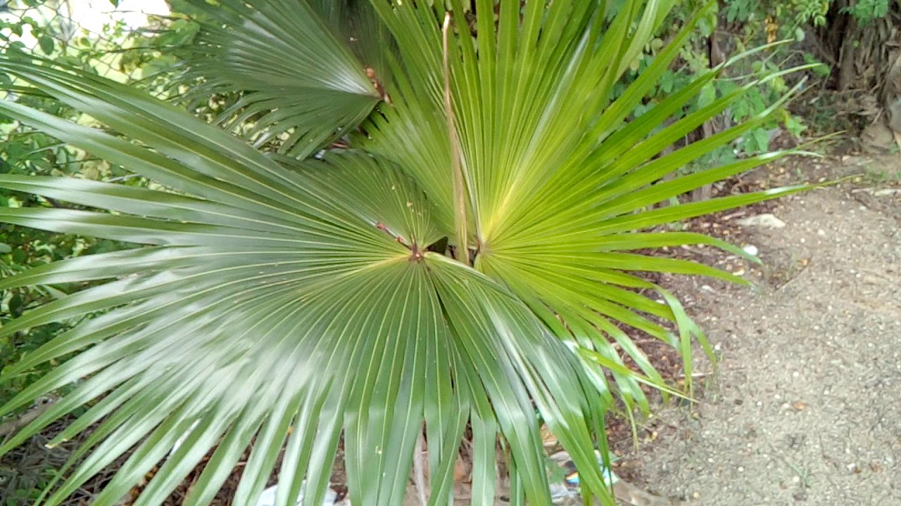 PALMEIRAS LEQUE DA CHINA OU LEQUE JAPONESA - YouTube