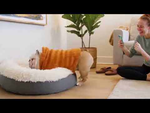 Try Not to Laugh: Dogs Failing HARD 😂🐶