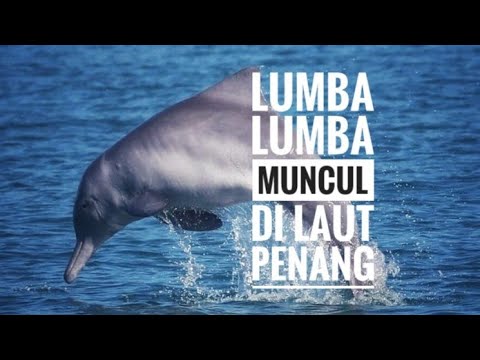 JUMPA IKAN LUMBA - LUMBA MUNCUL DI LAUT‖DOLPHINs FOUND IN PENANG - YouTube