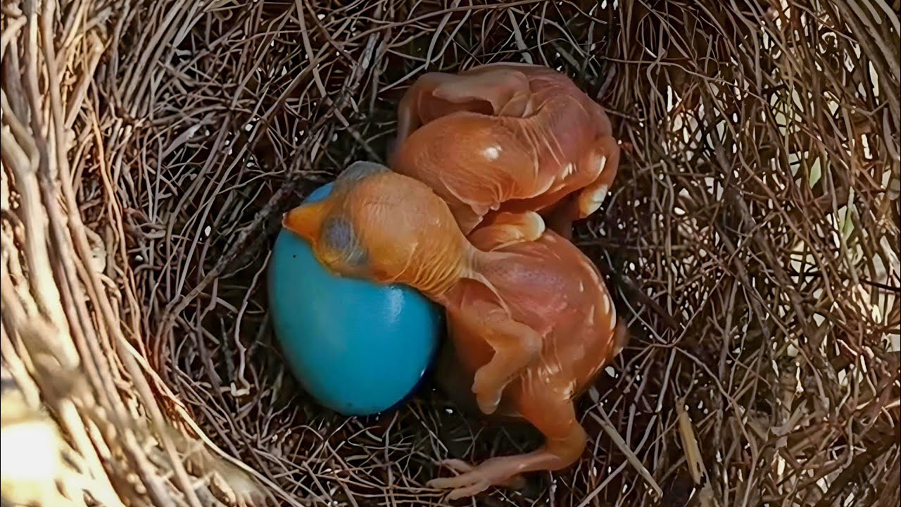 New born bird two babies and one egg @birdswithme107 - YouTube