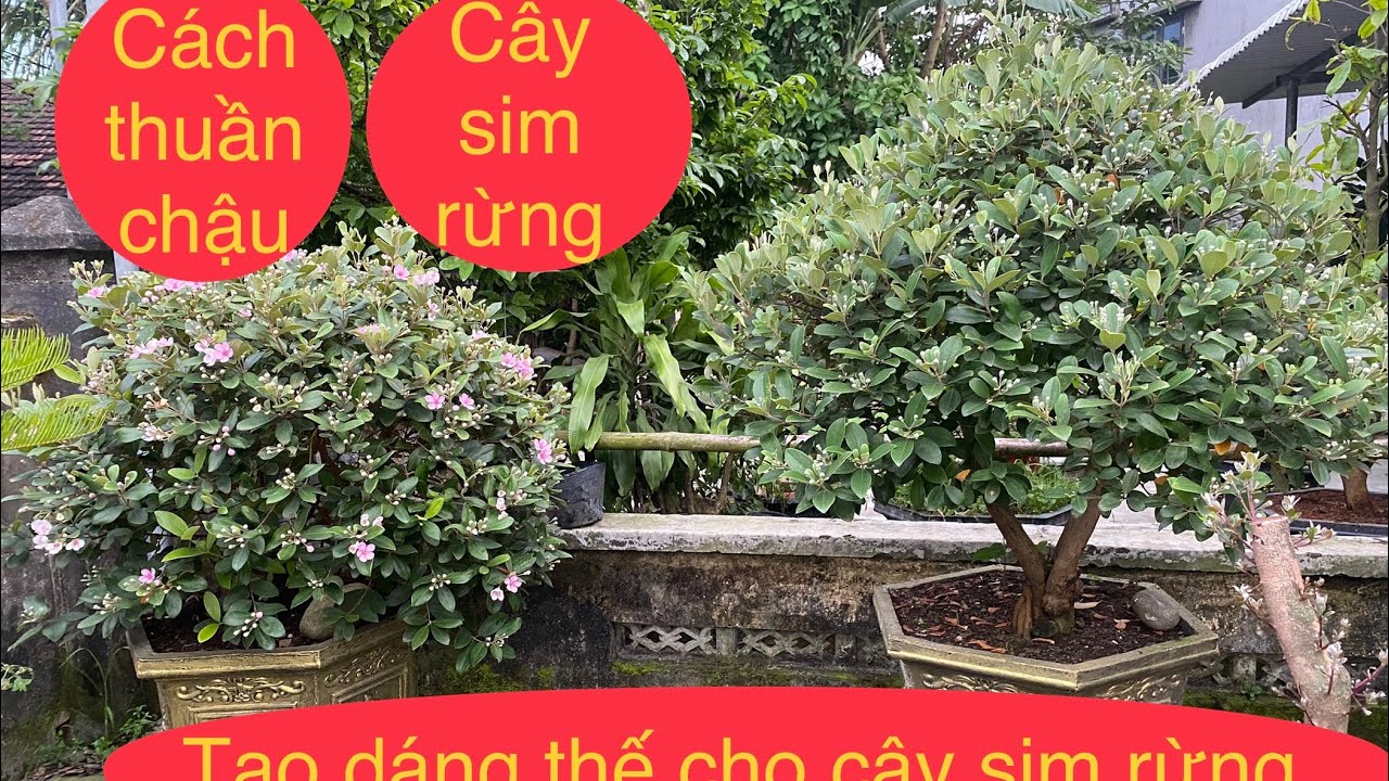 Giải pháp cho cây sim rừng bonsai thuần chậu/ Các đang thế phù hợp cho ...