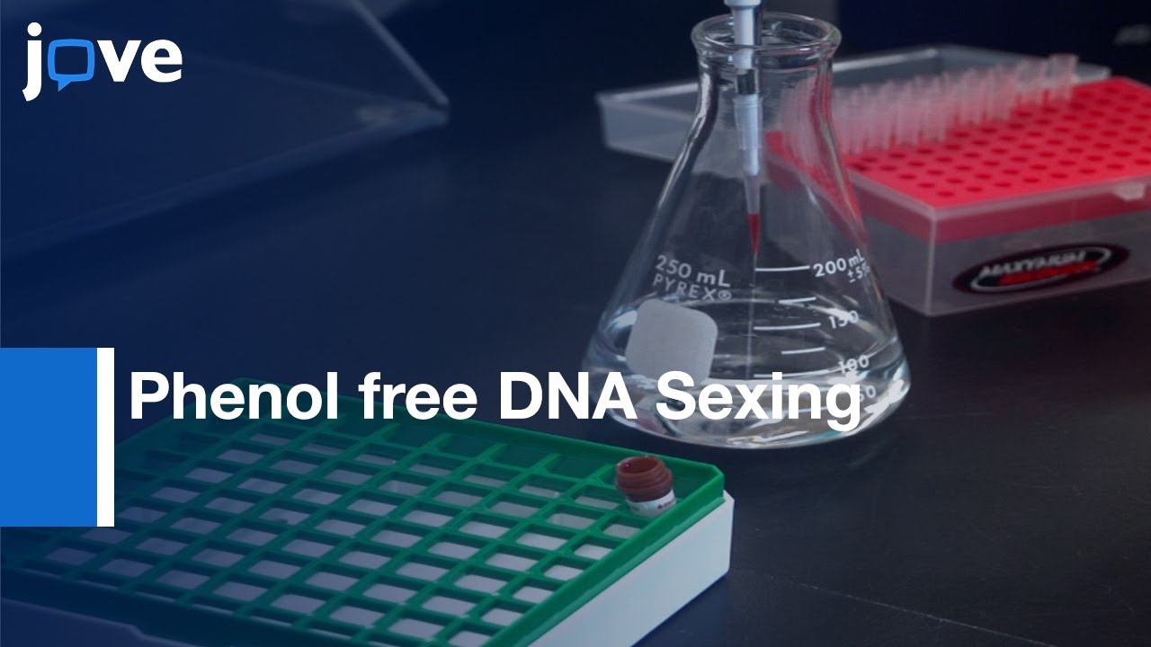 PCR for Phenol free DNA Sexing | Protocol Preview - YouTube