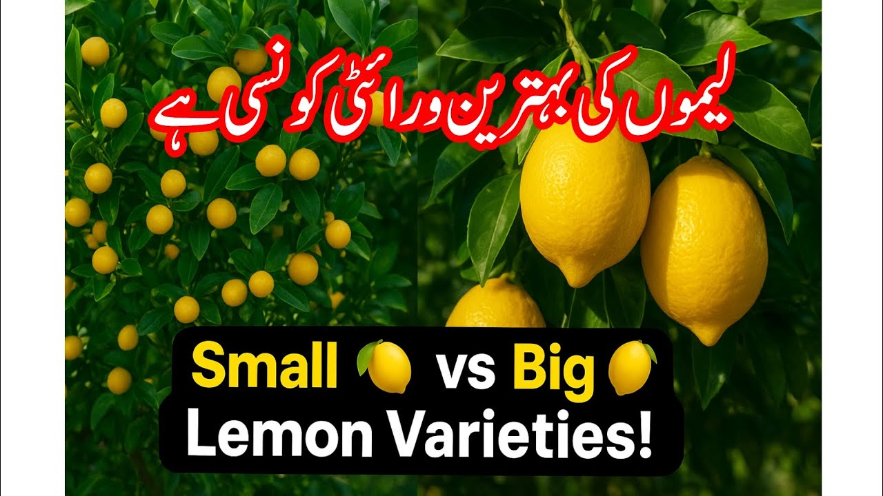 1. Chinese Small Lemon|چائنیز لیموں|Big Size Premium Lemon Variety ...