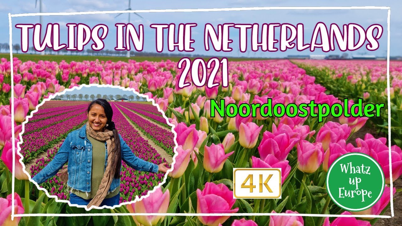 Tulips in the Netherlands 2021 - Zeewolde Almere and Noordoostpolder ...