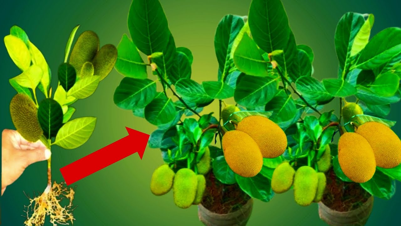 Cuttings from jackfruit tree support rapid rooting of banana seedlings ...