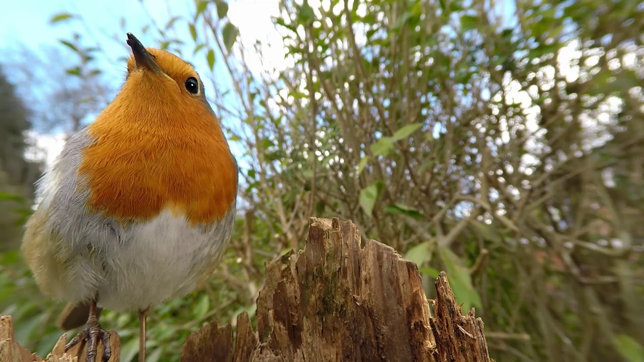 European Robin feeding at 50fps, GoPro Hero 5, 2.7K - YouTube