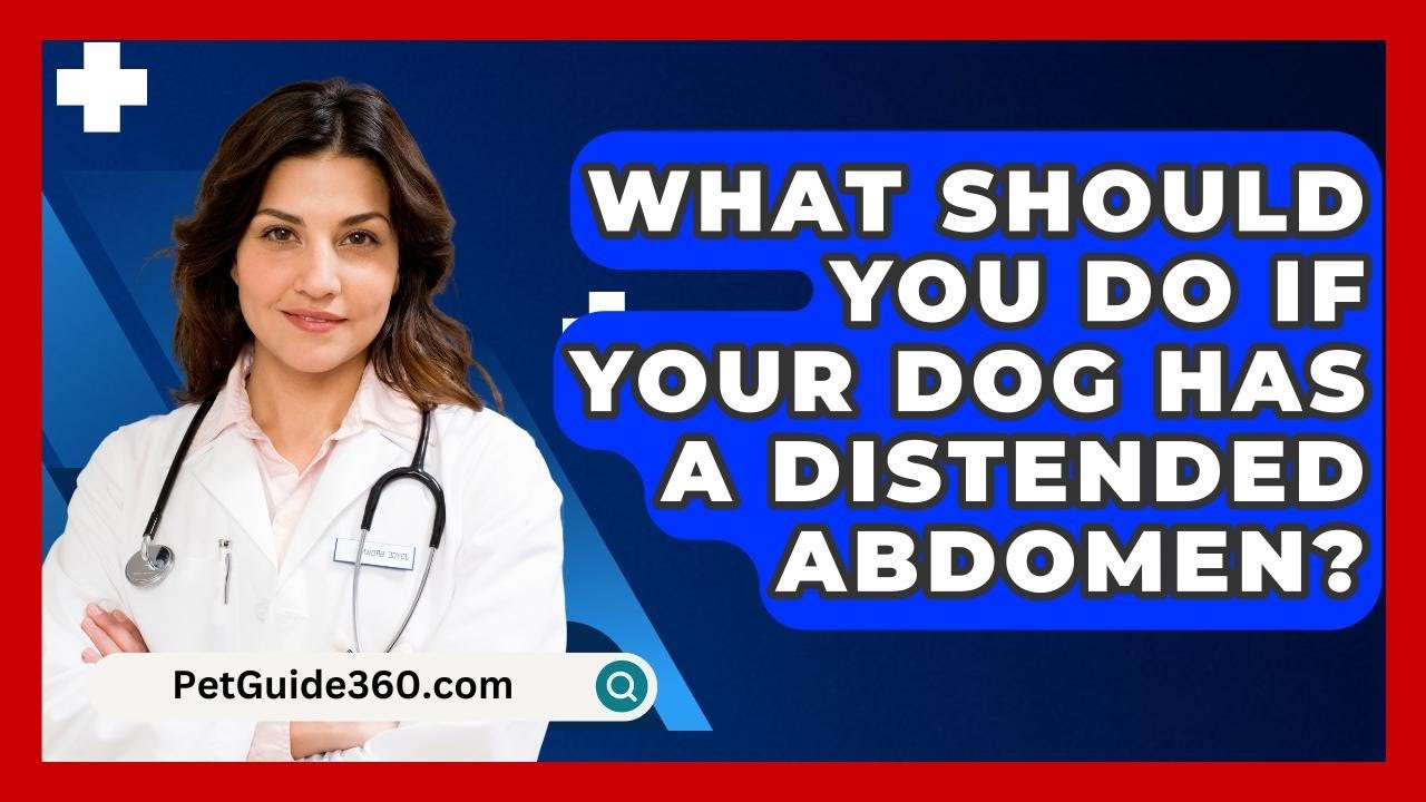 What Should You Do If Your Dog Has A Distended Abdomen? - PetGuide360 ...