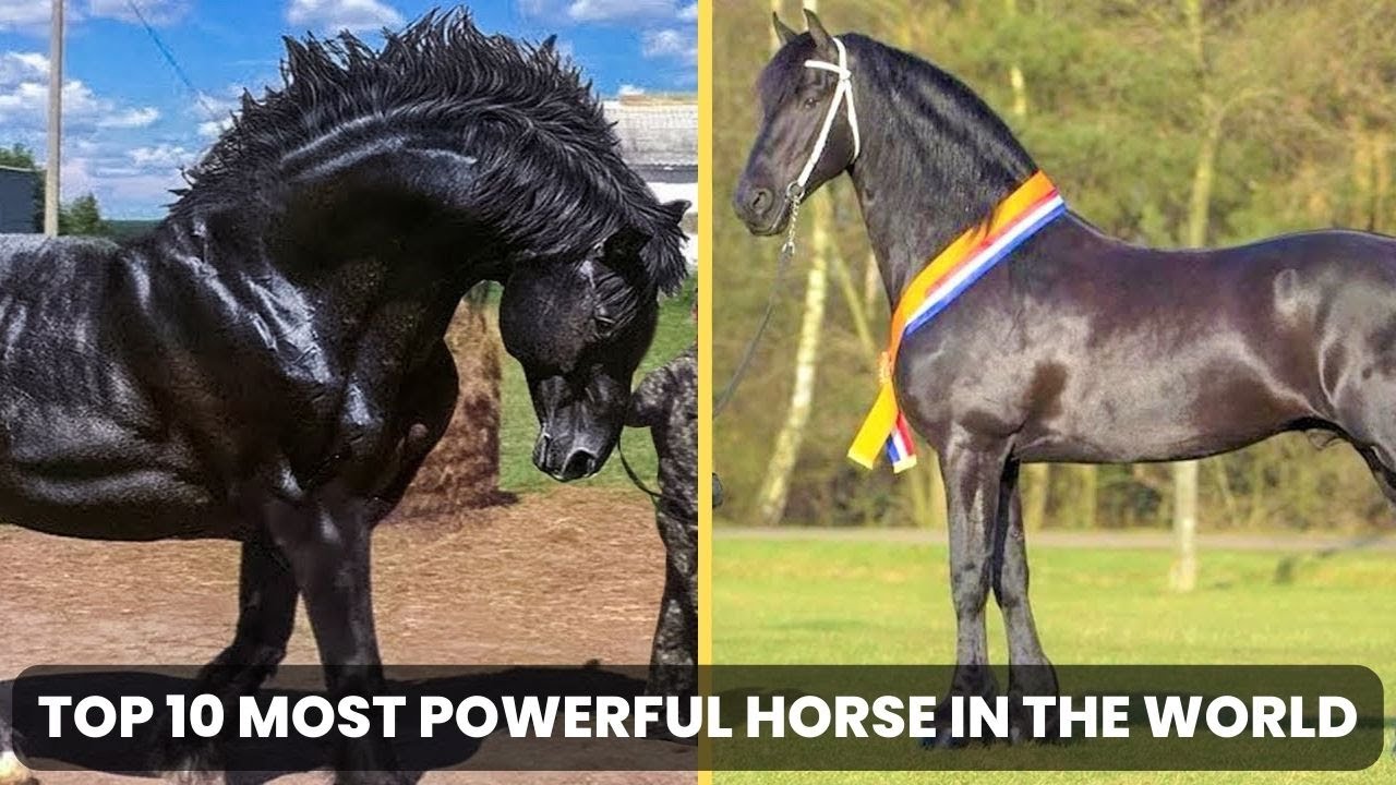 Most Amazing Powerful Horses In The World - YouTube