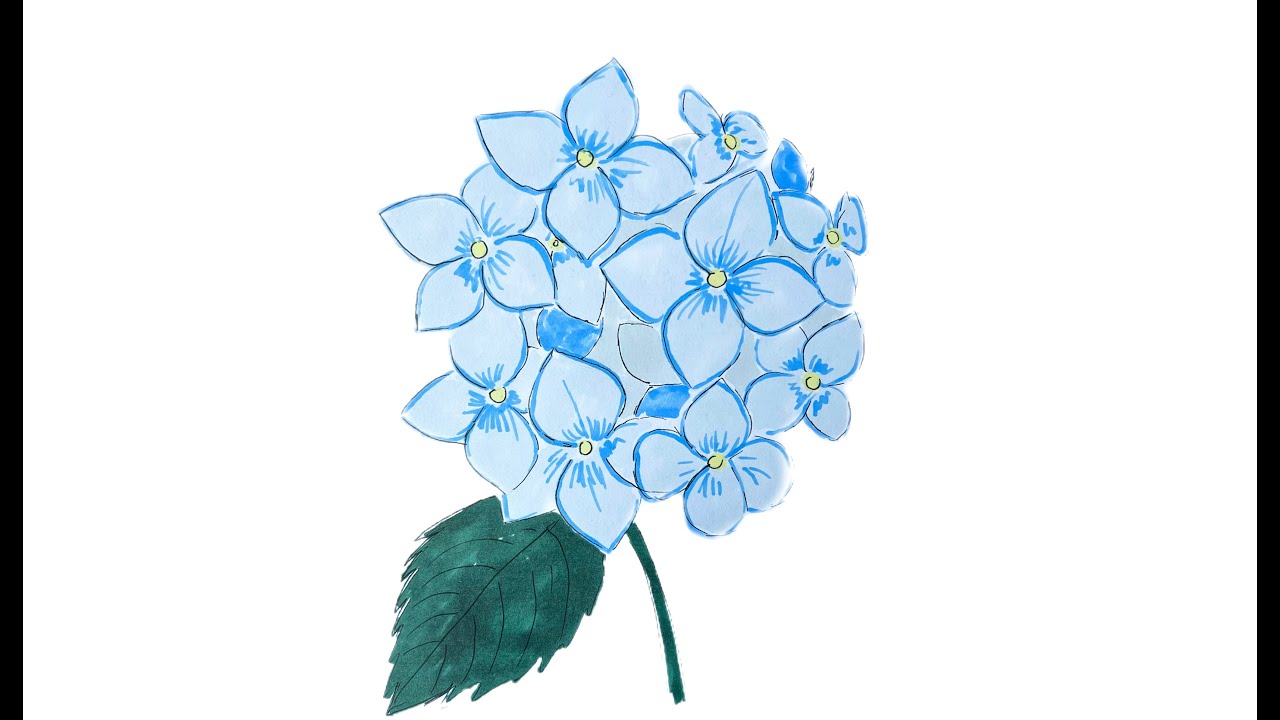 Create Your Own Blue Hydrangea Drawing - Perfect For Beginners - YouTube