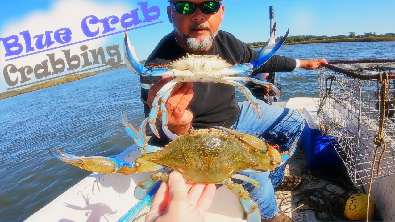 BIG BLUE CRABS crabbing - YouTube
