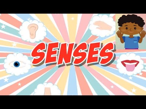 5 Senses Video for Kids👧👦 - YouTube