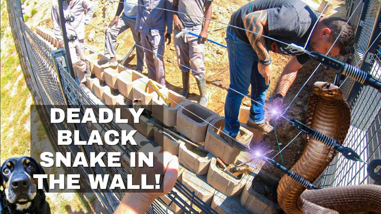 DEADLY BLACK SNAKE IN THE WALL! - YouTube