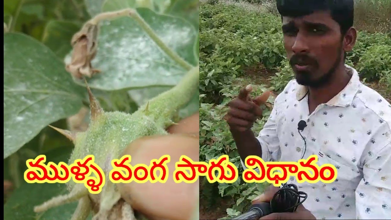 ముళ్ళ వంగ సాగు విధానం !! bringle old seeds - YouTube