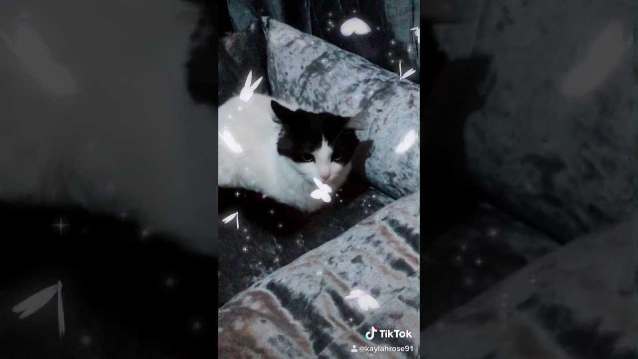Just a cat video - YouTube