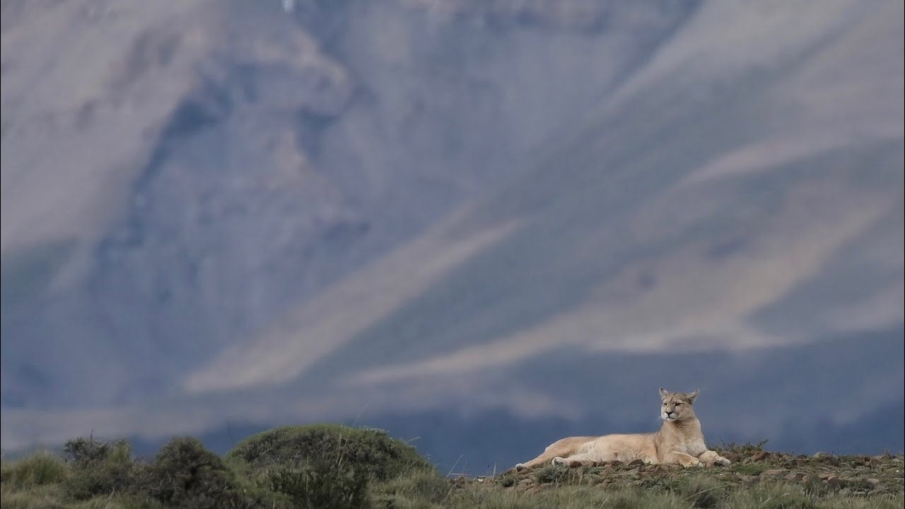 Iguazú to Patagonia – Land of the Puma - YouTube