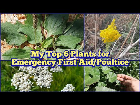 Top 6 Plants for a Spit Poultice - Emergency First Aid