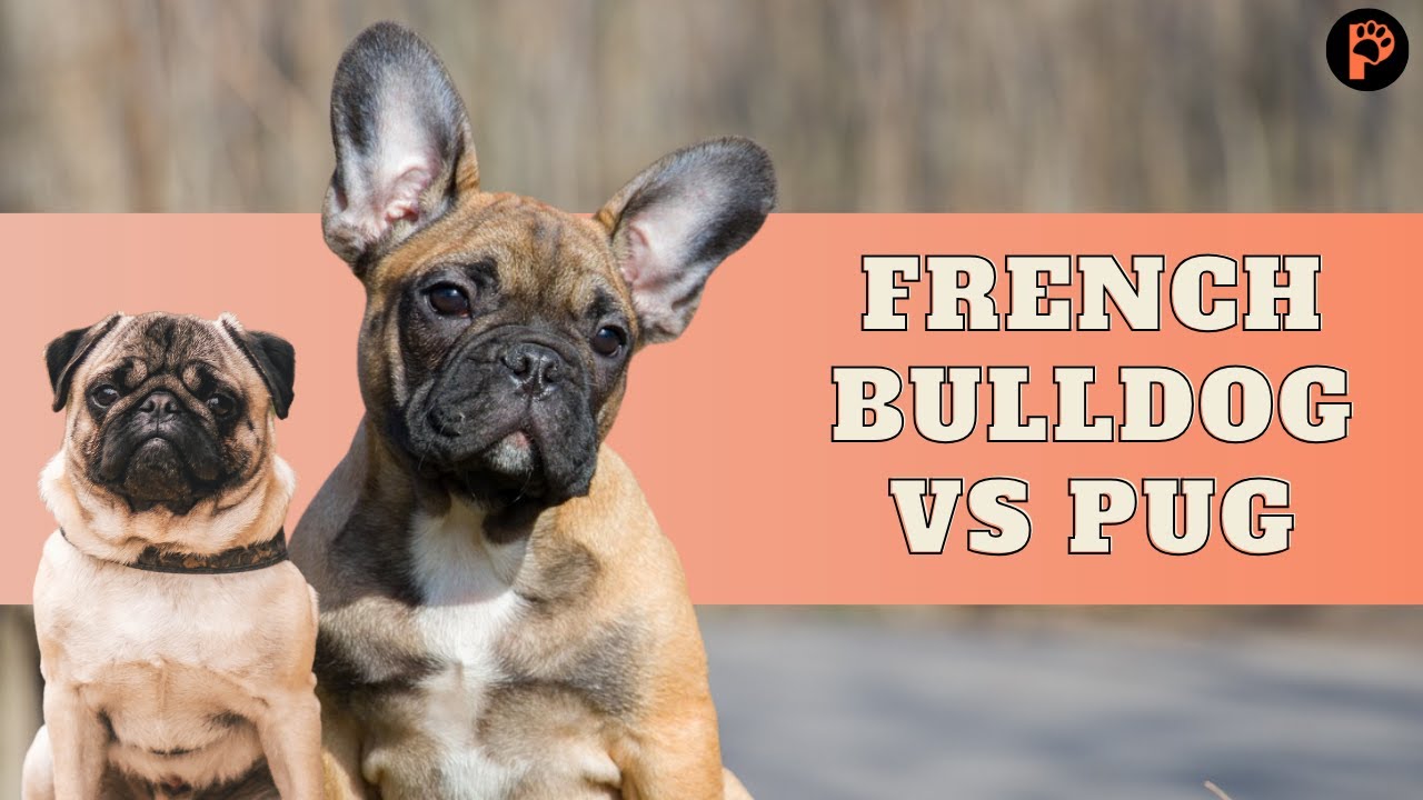 French Bulldog vs Pug: 5 Main Differences - YouTube