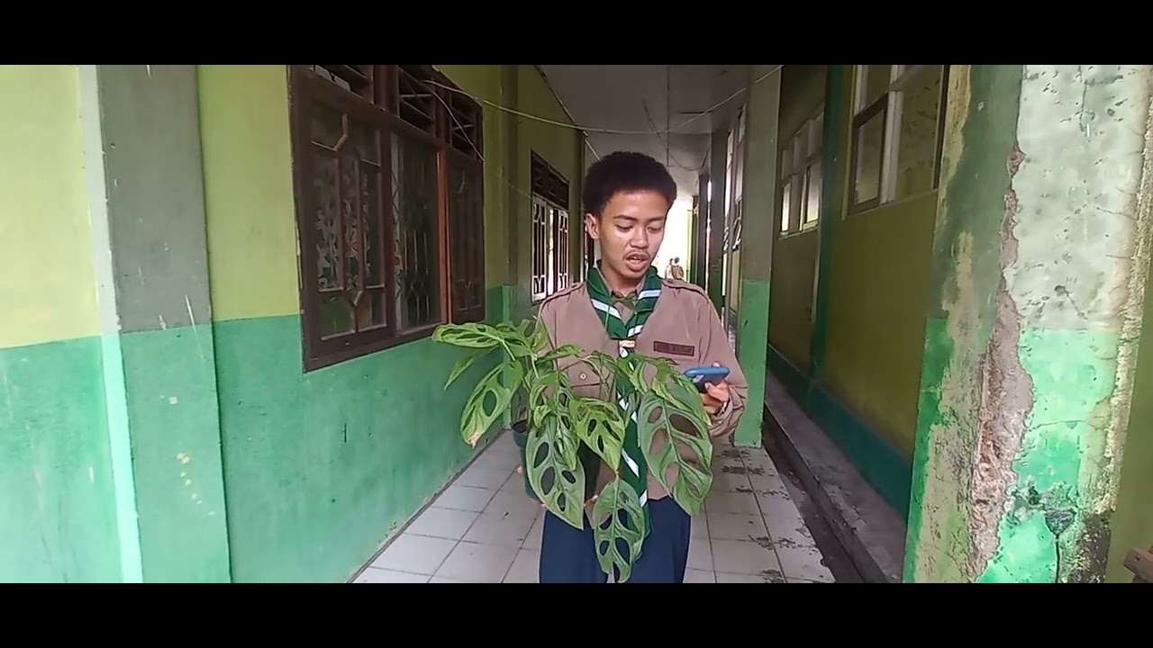 Hasil observasi (tanaman janda bolong) NAMA AHMAD AL FAJAR - YouTube