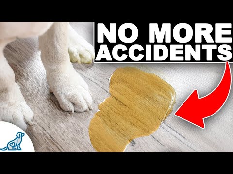 STOP Puppy Potty Accidents FAST! Everything You NEED To Know!