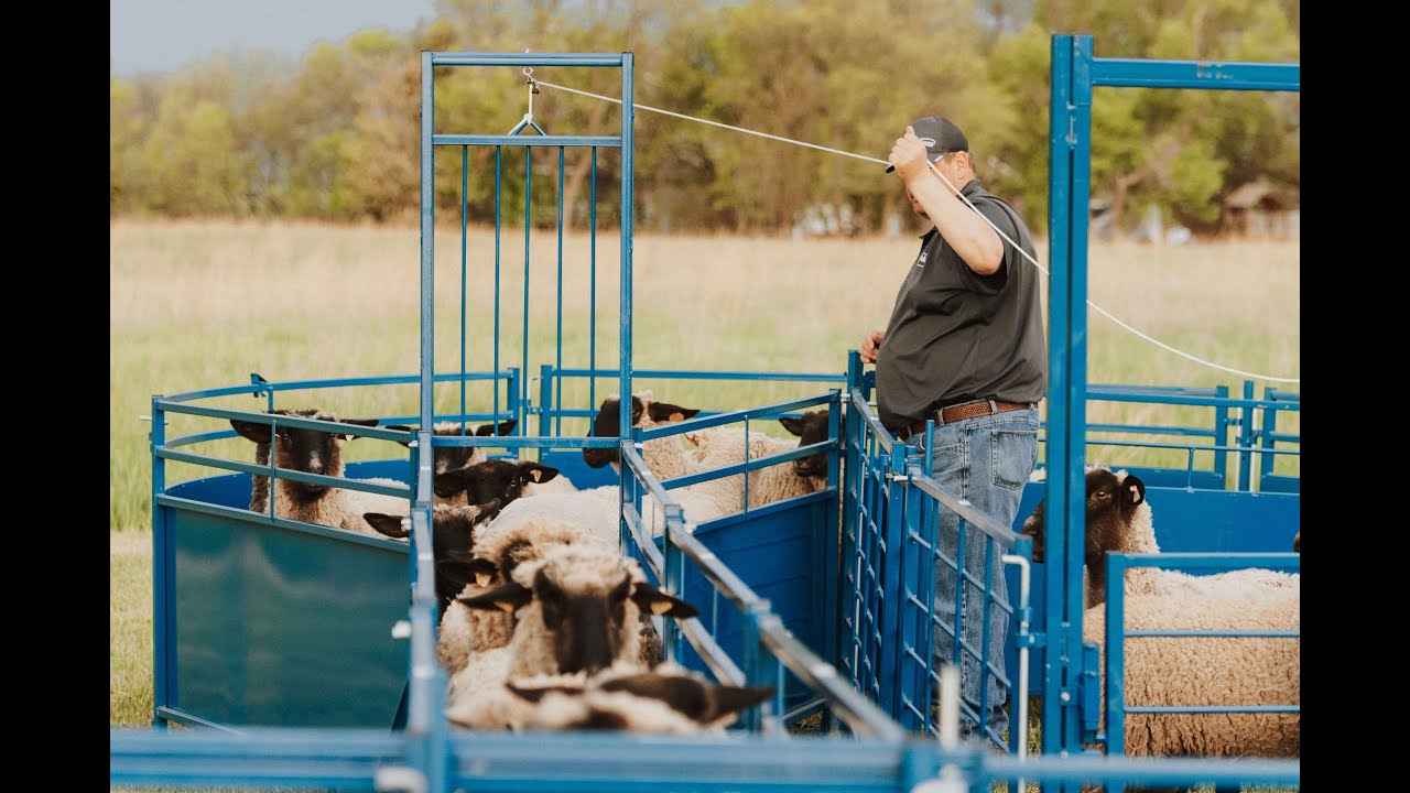 Sydell Sheep and Goat Equipment Guillotine Gate Video - YouTube