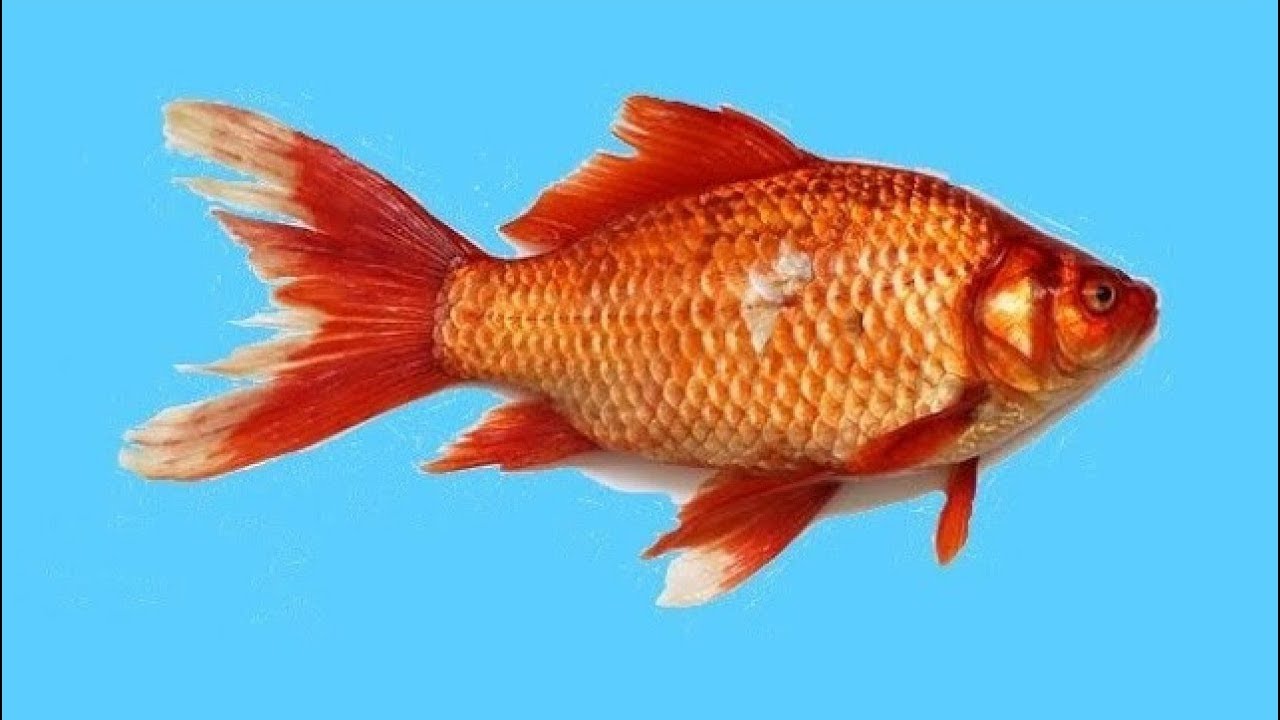 Bobby Sowell - Feed Em Fish - YouTube
