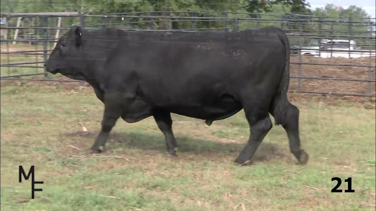 McCloud Farms Lot 21 - YouTube