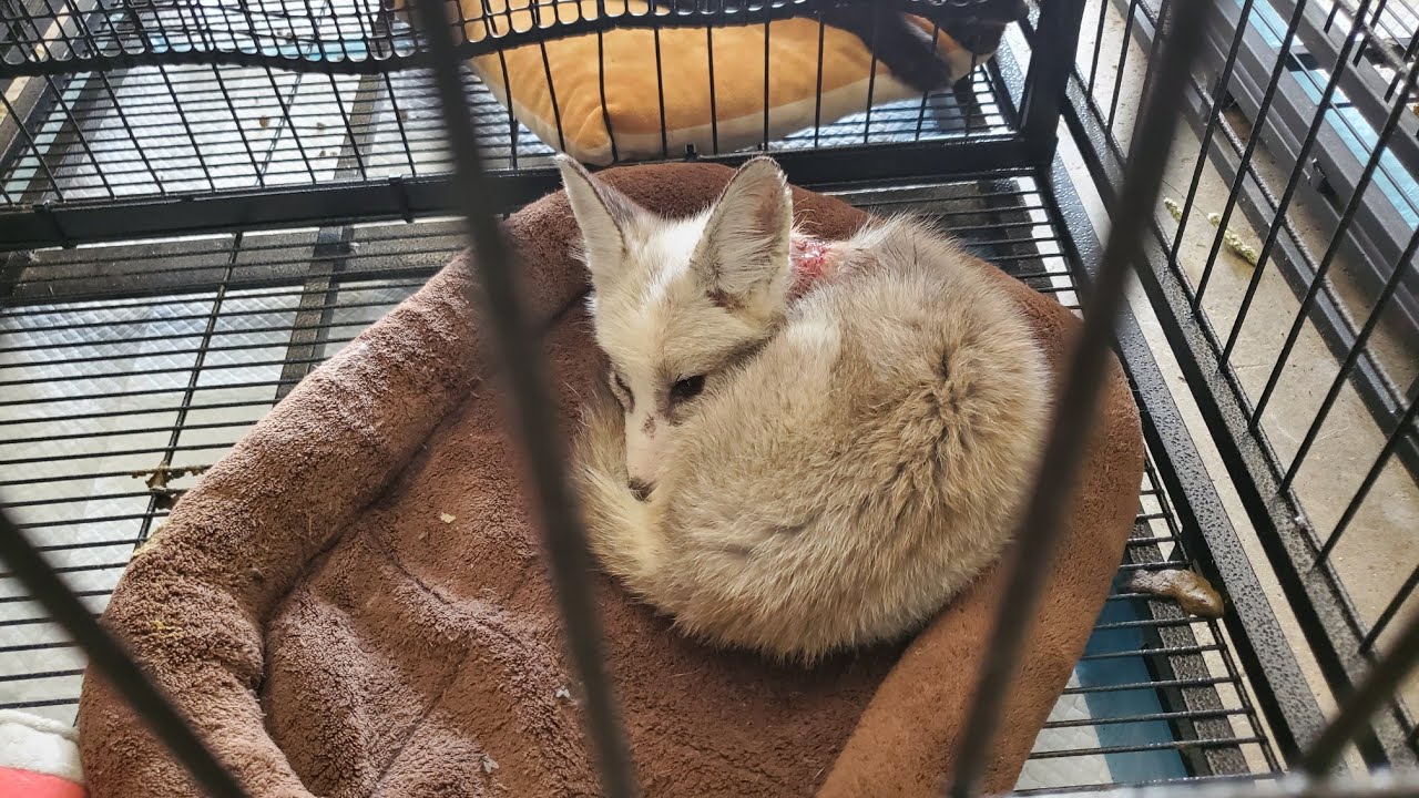 Injured rescue fox pups arrive at SAVEAFOX - YouTube