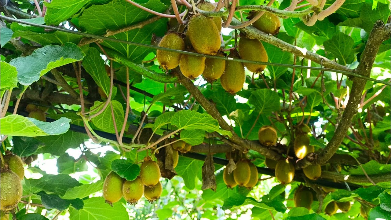 Kiwi size and improving in 2 months - YouTube