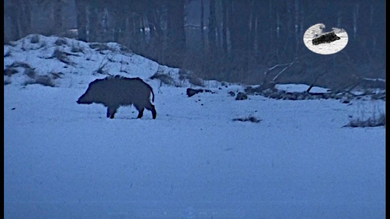 Hunting in February #2. Howling of group of wolves - YouTube