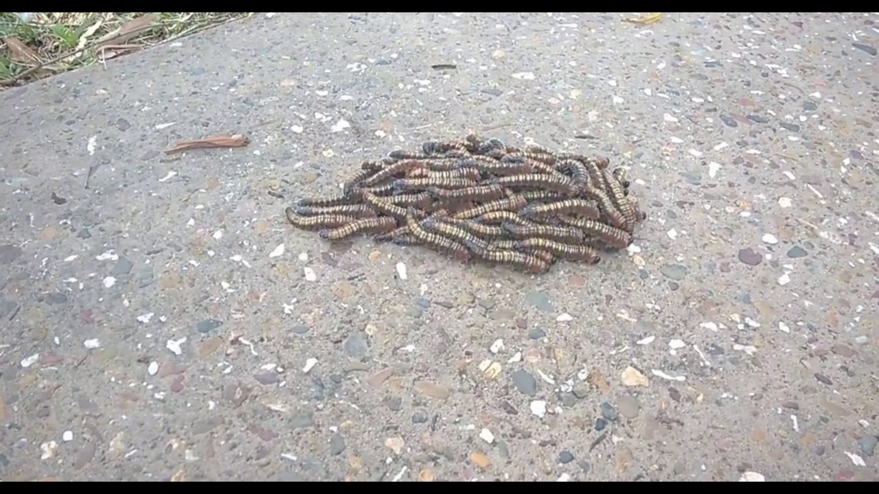 Strange Caterpillar behavior | 100 caterpillars moving as one unit for ...
