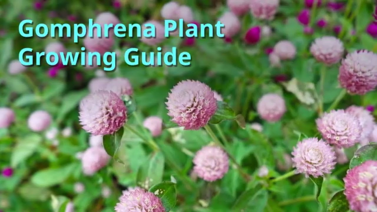 Gomphrena Growing Guide - YouTube