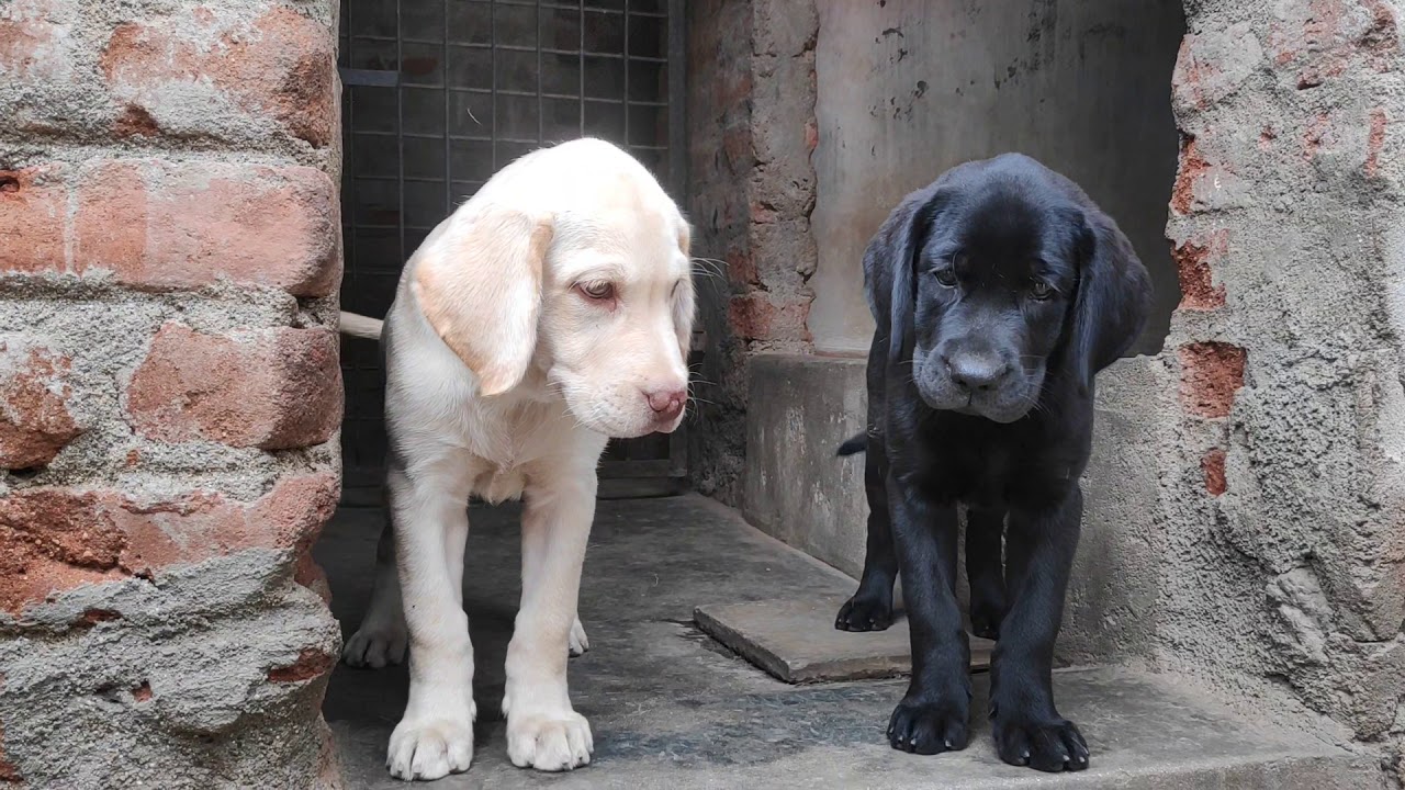 apple face lab pup s ct 9789485484. iin tamilnadu - YouTube