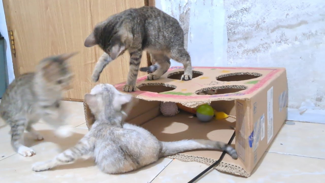 Funny kittens playing with toy - YouTube