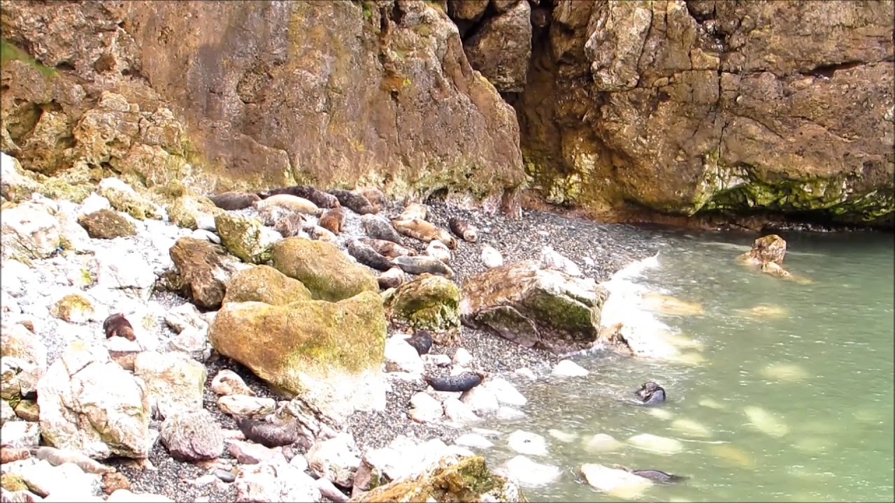Seals on Angel Bay, Little Orme,Conwy - Part Two - YouTube